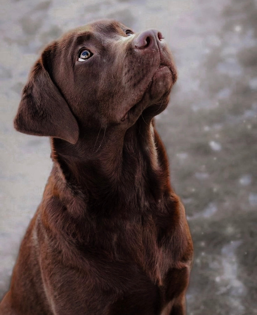 Kvalitets produkter til hunde på Petstudio.dk